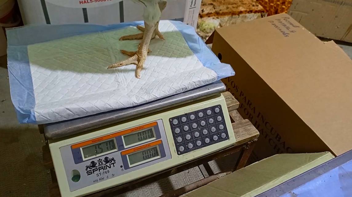 Грейд мейкер возраст 28 дней. Взвешивание среднетяжелой индейки из Ставропольского яйца