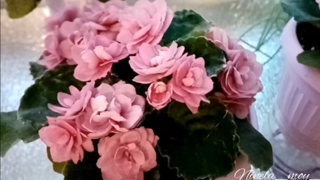 Мои фиалки, видео по сортам.