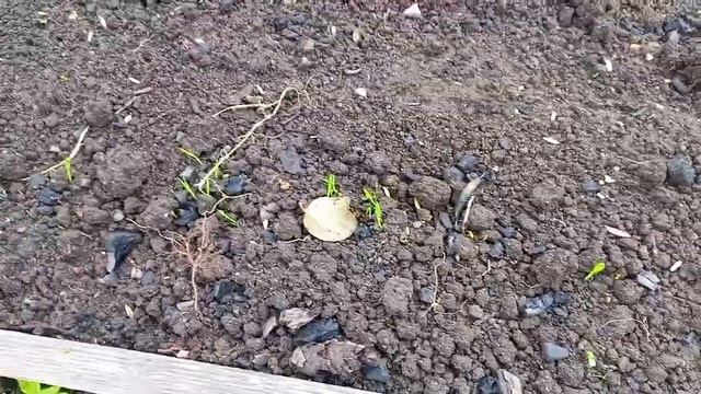 Сидераты в междурядьях чеснока взошли и быстро растут. Успеют вырасти до заморозков