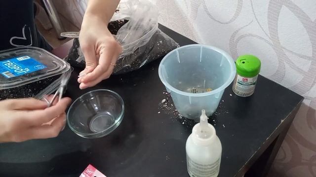 Сажаю эустому 2024. Экспресс методом