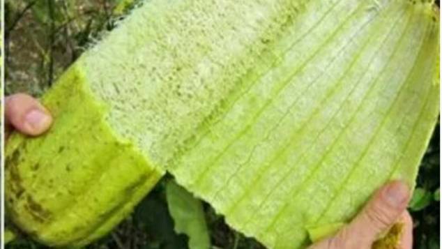 Неожиданно быстрый результат замачивания семян Люффы