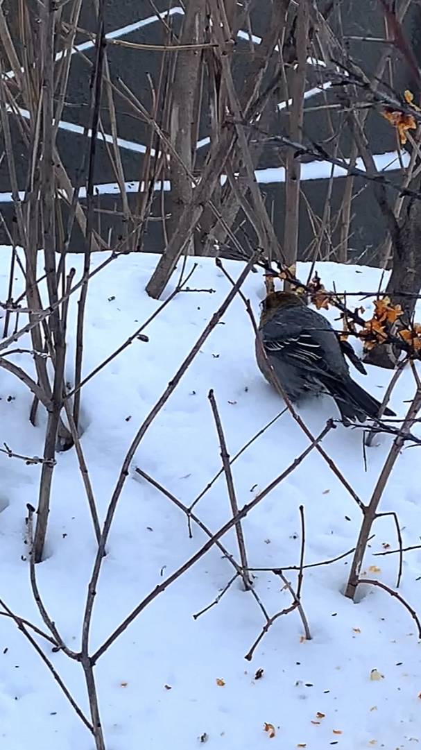 Зимой на Камчатке даже птицы от холода залетают в гости