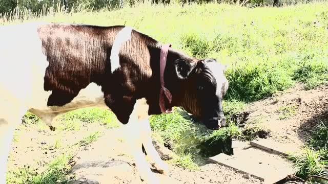 Телёнок боиться перейти ручей