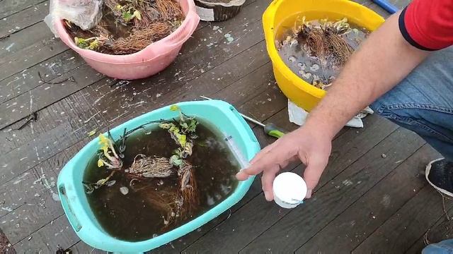 Подготовка саженцев земляники - клубники 🍓 "фриго" к посадке.mp4