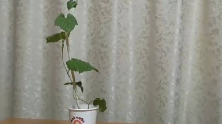 Как за полтора месяца выросла Люффа