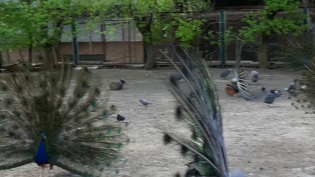 Брачные игры павлина_20.04.2025