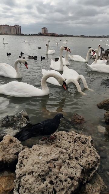 Озеро лебедей, Евпатория. Крым.