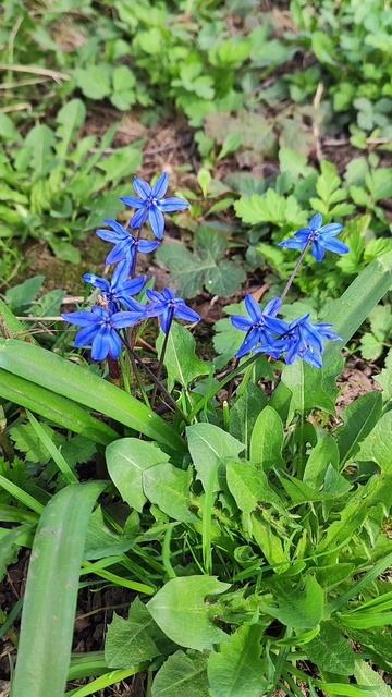 Весна в Москве. Форзиция. Пролеска. Хохлатка. Вишня. Апрель 2025