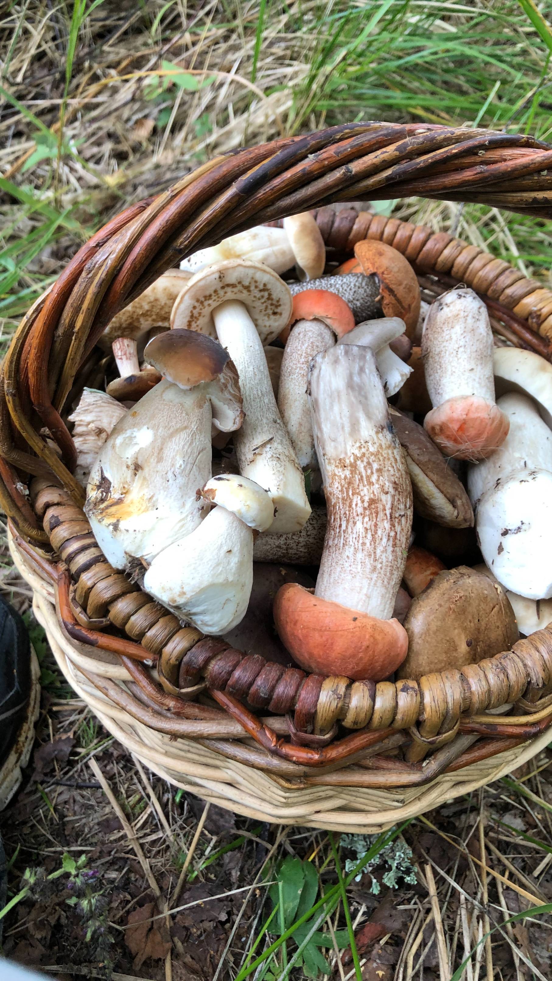 Белые грибы