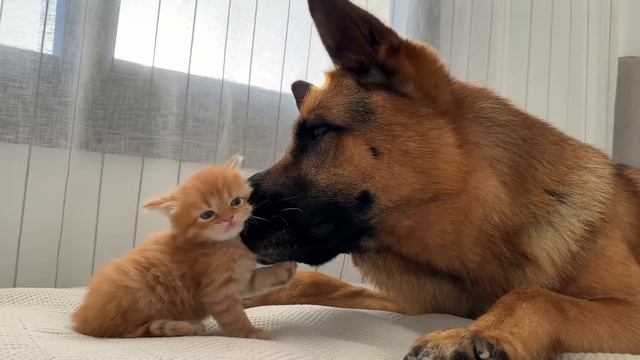 КОТЕНОК Влюбляется В НЕМЕЦКУЮ ОВЧАРКУ!