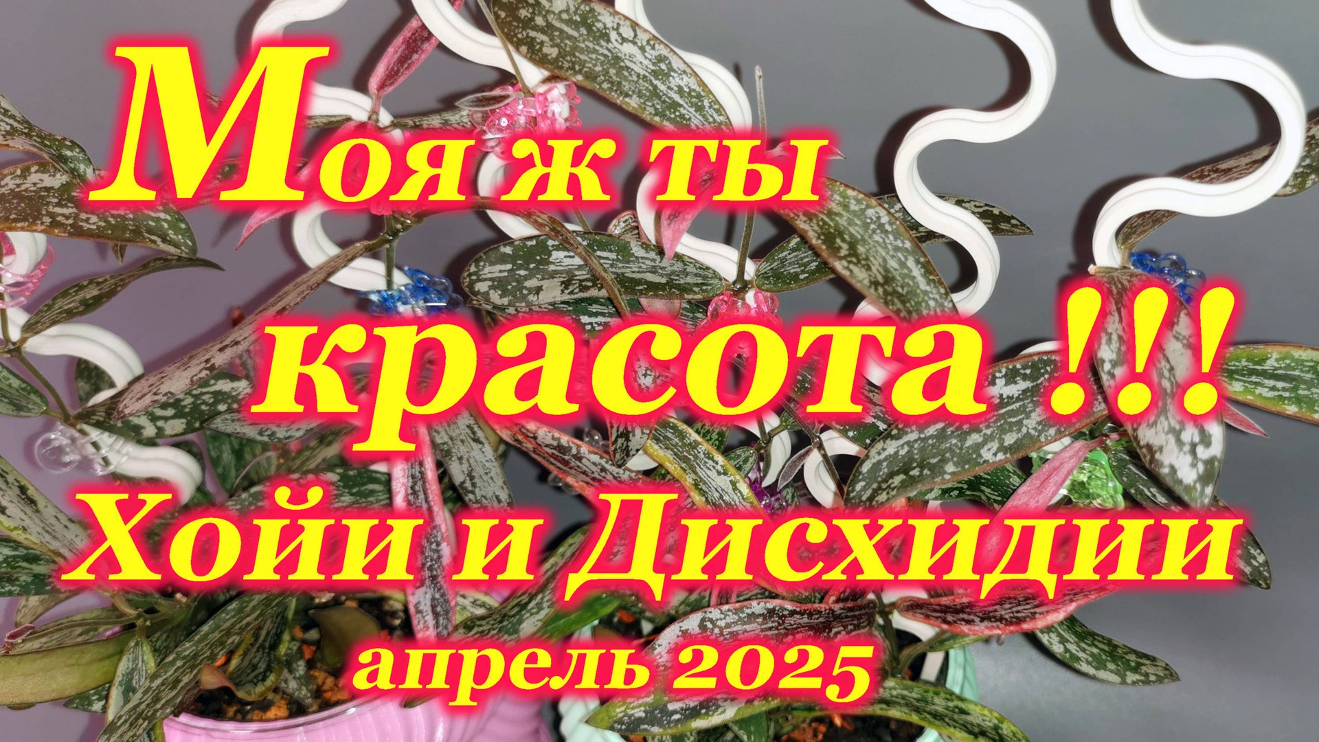 Хойи и дисхидии апрель 2025. Делюсь красотой растений,которые вырастила из малюсеньких череночков.