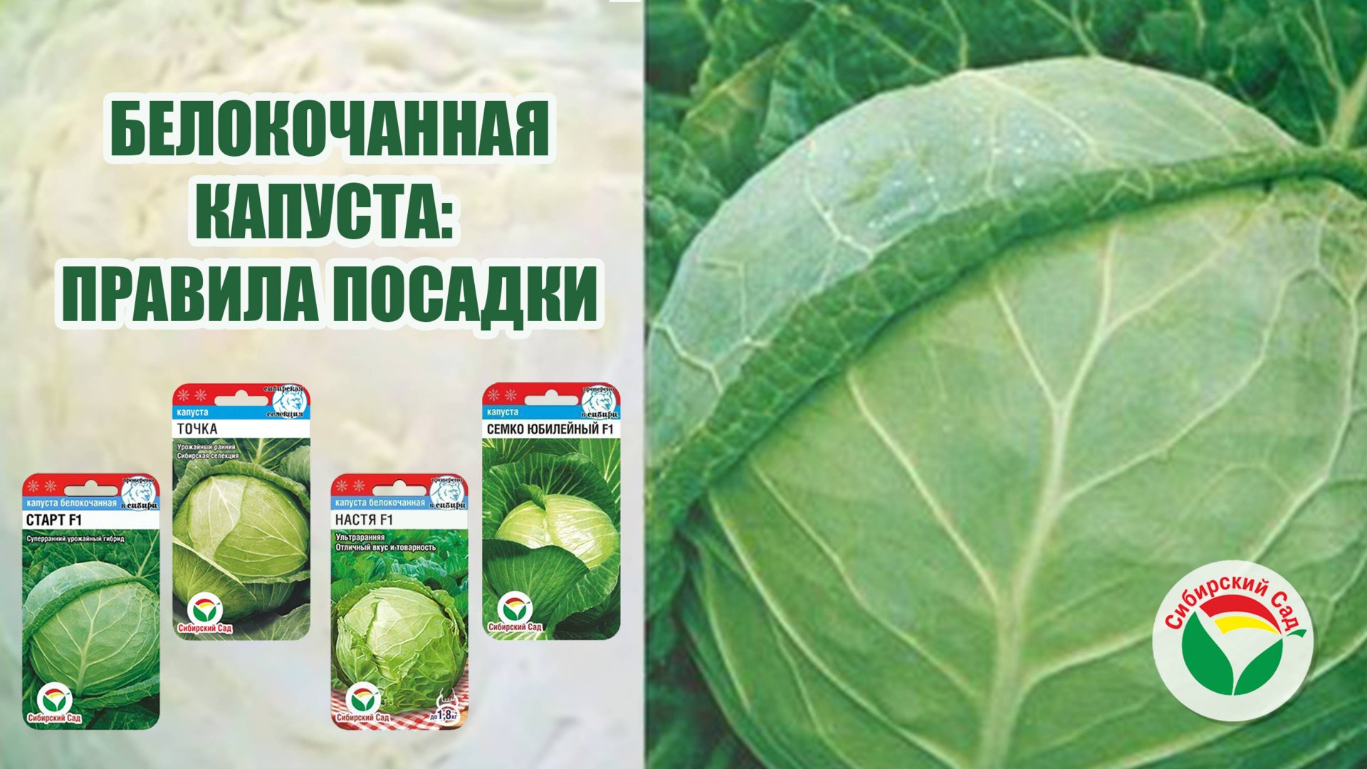 Правила посадки белокочанной капусты