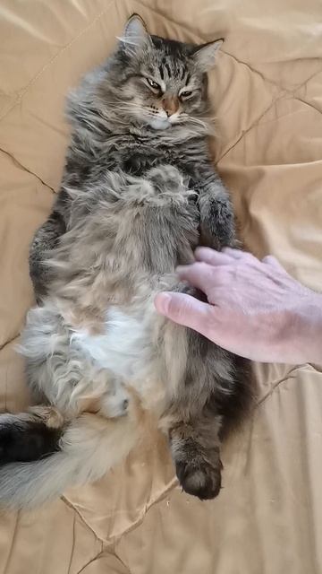 Когда жарко котику. Что делает?