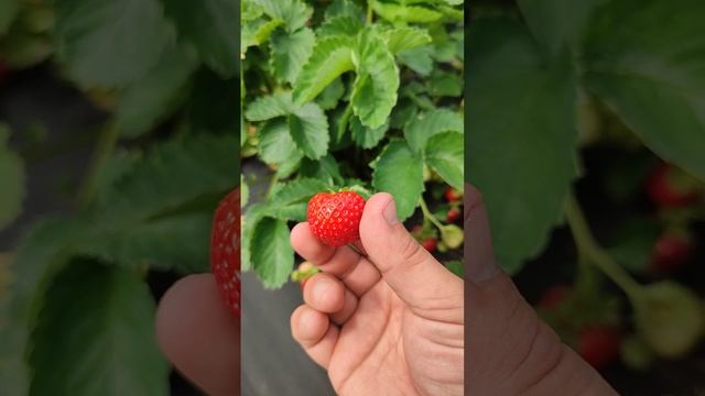 Сорт земляники 🍓 Сенсация. Бомба💣 которая должна быть у вас на участке.