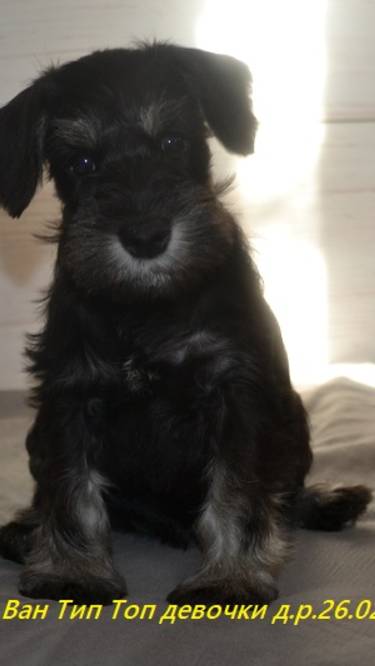 Две девочки Цвергшнауцера черный с серебром свободны.