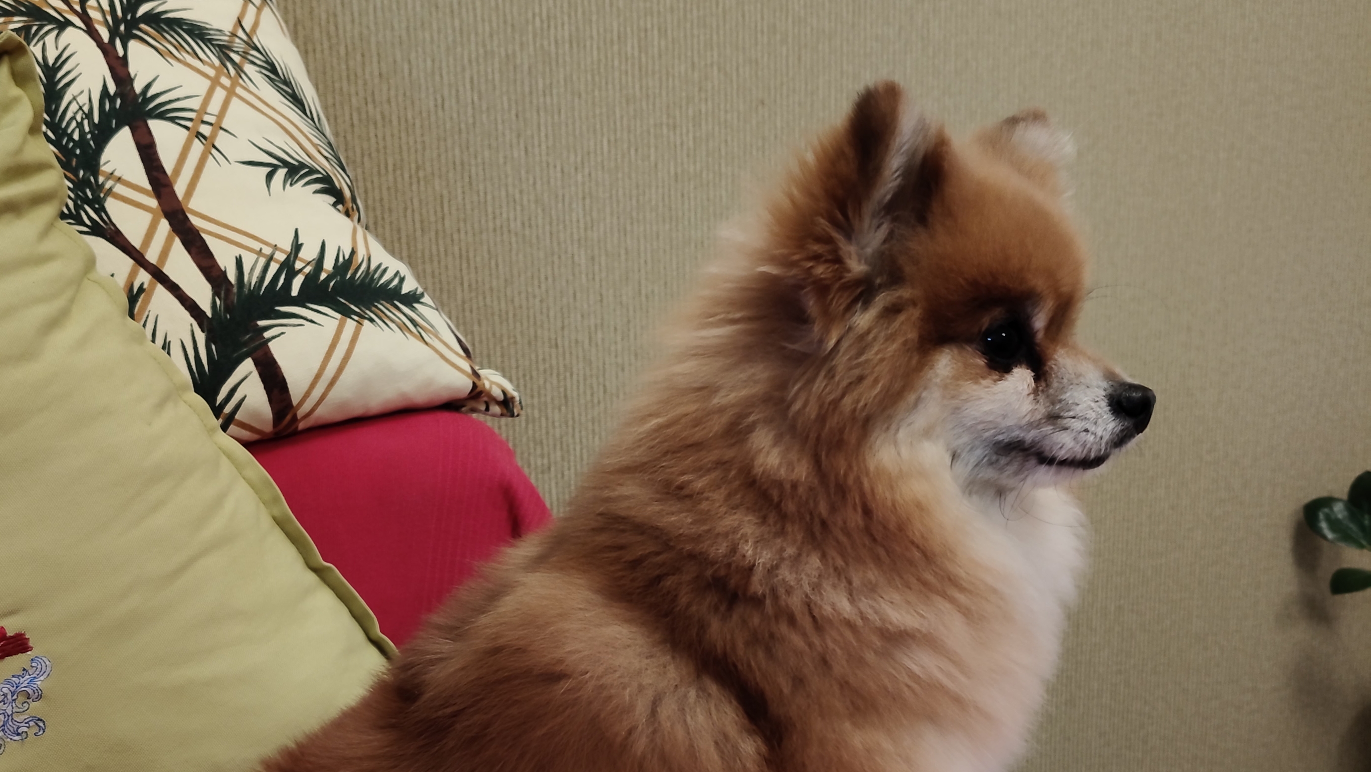 🎬 ДНЕВНИКИ ПЕРЕДЕРЖКИ: "КАК Я ДРЕССИРУЮ ЛЮДЕЙ: ИСТОРИЯ ШПИЦА ЛЕССИ"