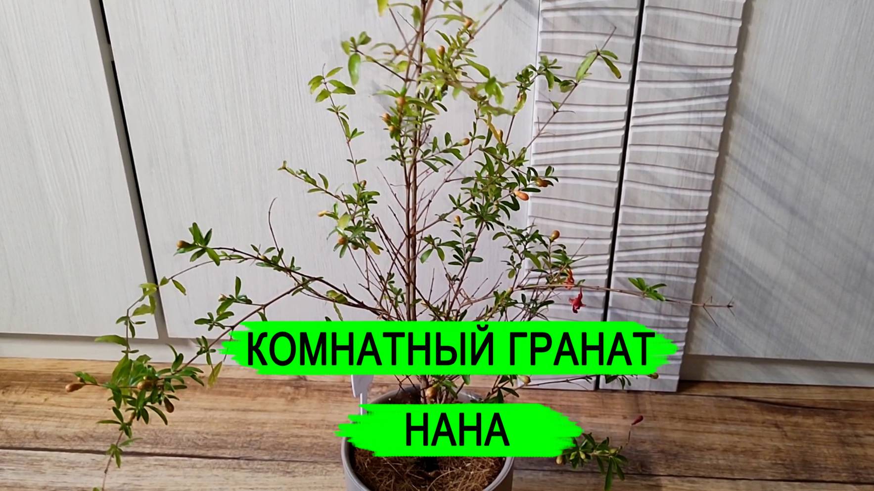 Комнатный гранат Нана. Пересадка.