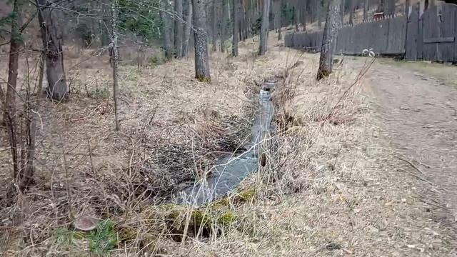Прогулка на родник!🌲⛰️🏞️Горный Алтай ♥️ ( Часть первая)