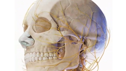 Строение черепа...💀🧠 (3D-анимация)