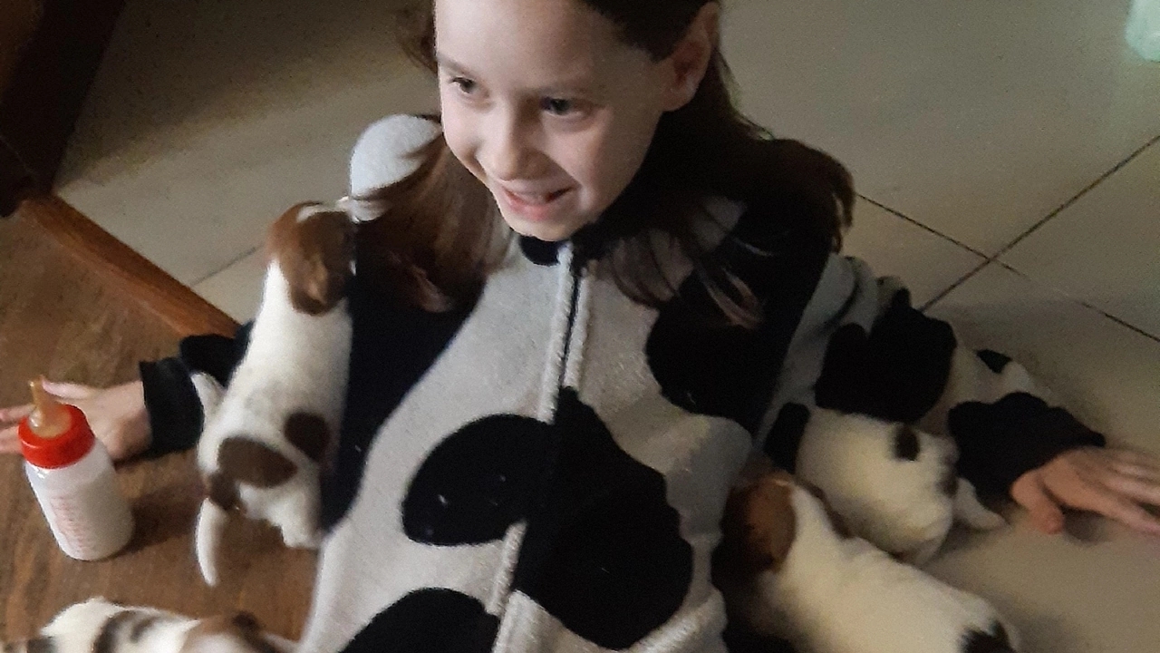 ЩЕНКИ ДЖЕК РАССЕЛ - МИЛЕЙШИЕ СОЗДАНИЯ. МИЛОТА