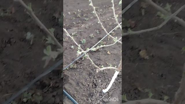 Капельный полив.