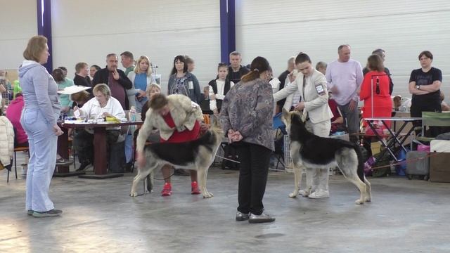 Сравнение класса юниоров