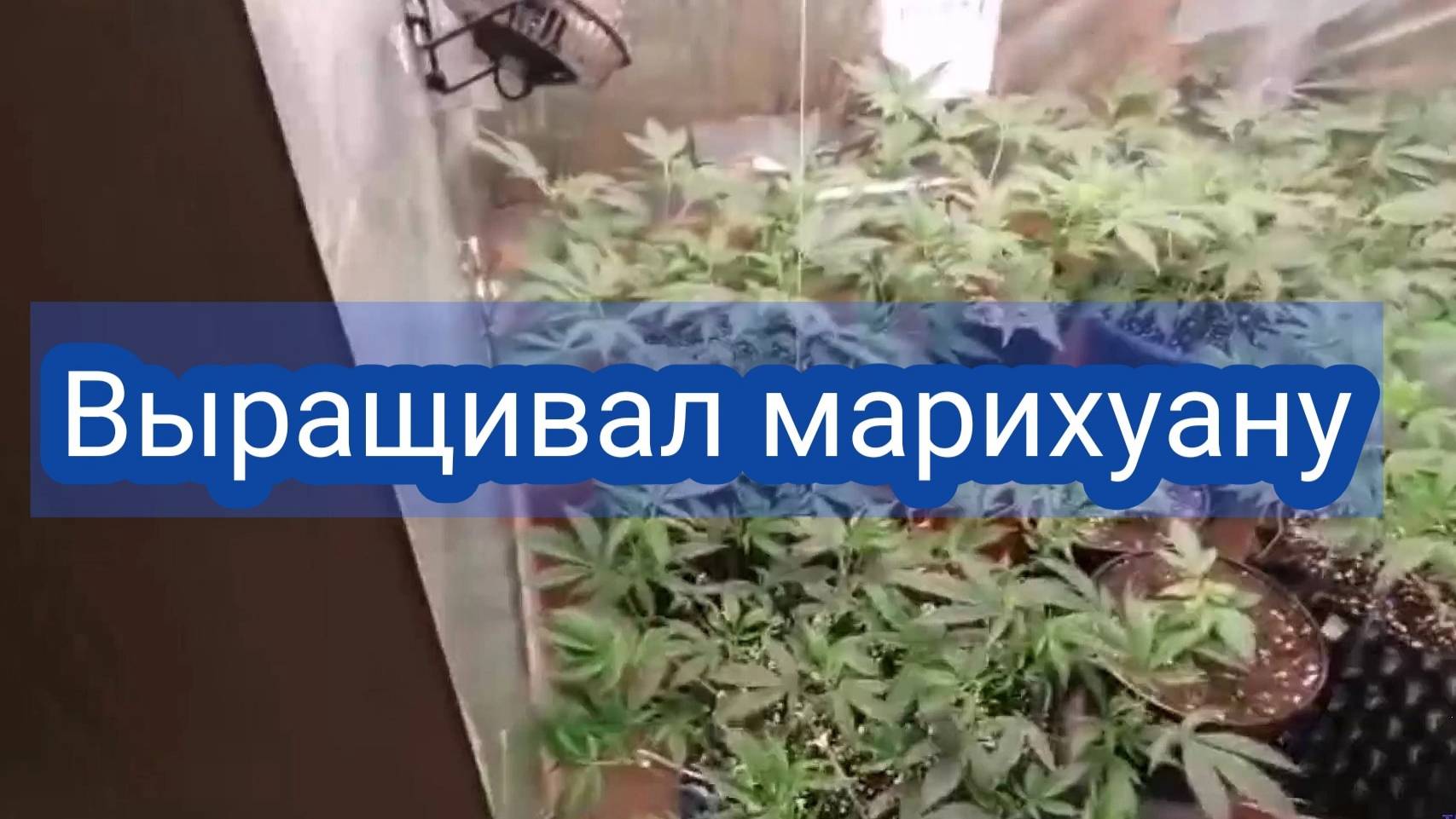 Культивировал наркосодержащее растение #72регион #мвдроссии #умвдтюмень #тюменскаяполиция #228