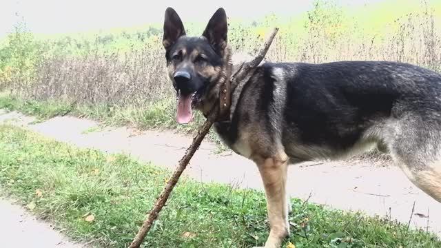 Палка попала внутрь ошейника