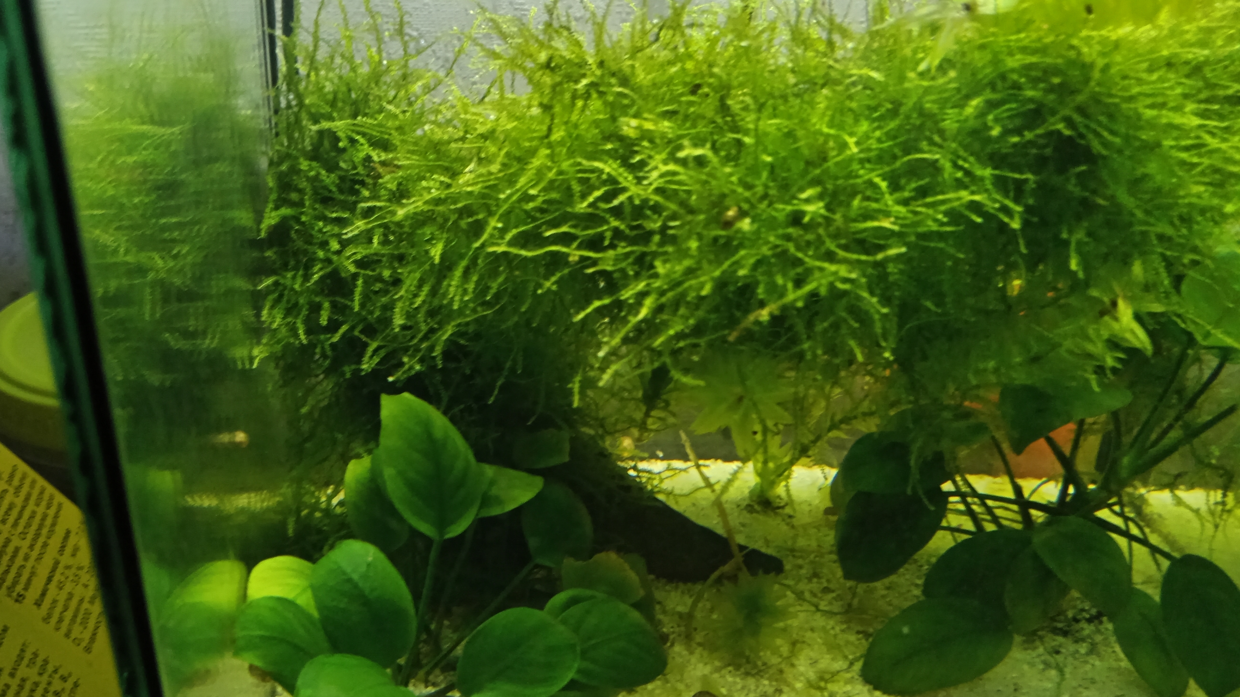 обзор на моих креветок