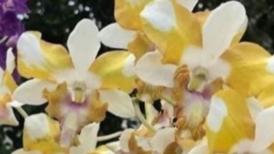 П-10. Ч. 1. Обзор подростка дендробиума Nopporn Starbright Dao с 10-й посылки после пересадки.