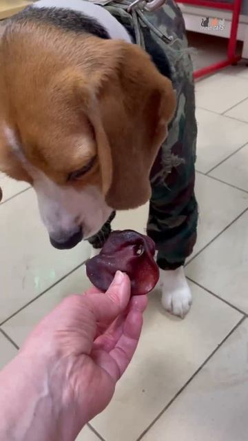 Гости зоомагазина - Стеснительно изучаем новую вкусняшку