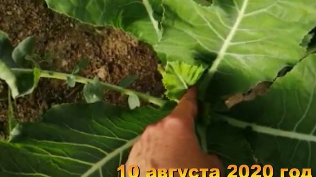 Помидоры зреют не успеваю делать заготовки. Хроника 10 августа 2020 год