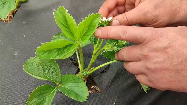 Долгоносик на клубнике - землянике🍓. Как узнать вредителя? .mp4