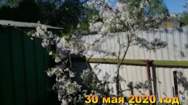 Все цветет клубника, яблони, груши, пионы. Красота. Хроника 30 мая 2020 год