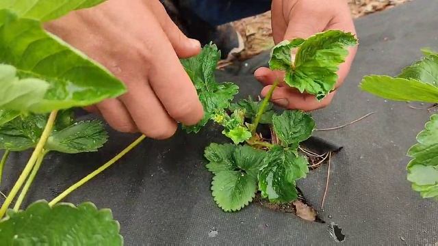 Земляничный клещ🕷 на клубнике - землянике🍓.mp4