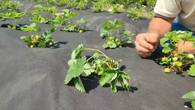 Корневая гниль 🧐 у земляники -клубники.🍓