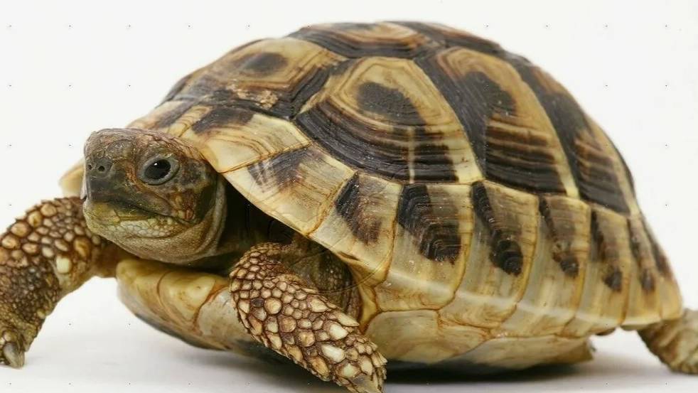 Система "Черепах"  часть 4