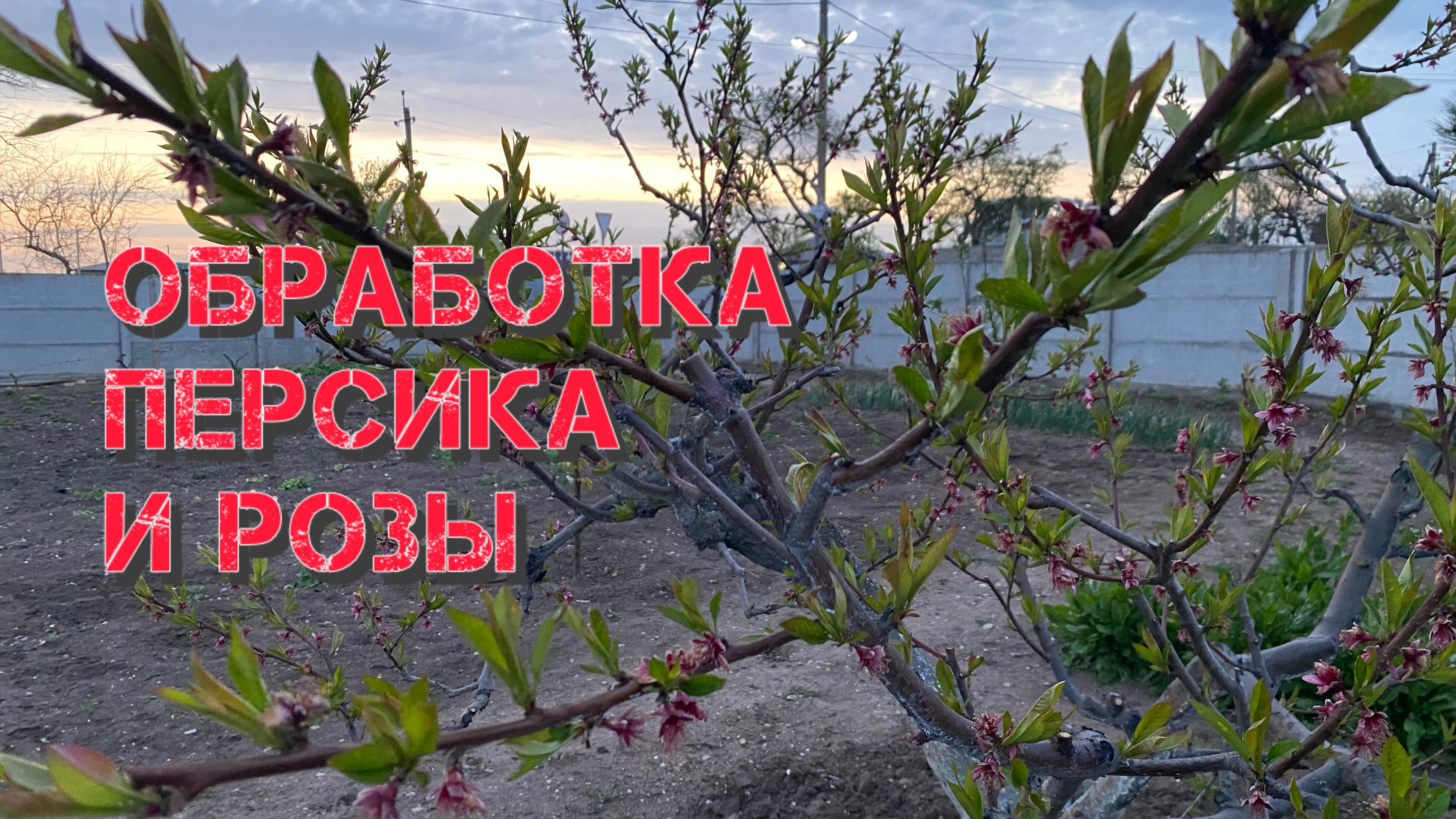 Обработка персика и розы