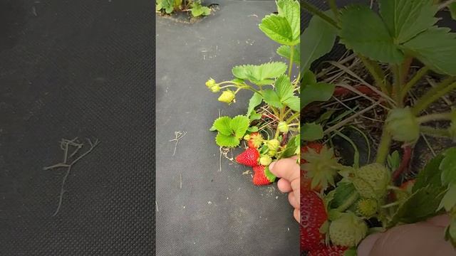 Сорт Роксана 🍓 шикарная урожайность🤤, крупная ягода.