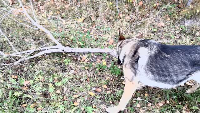 Называется,пошли в лес