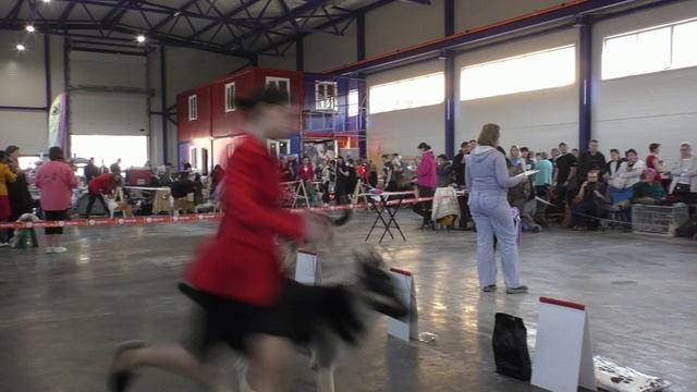 Сравнение-расстановка кобелей рабочего класса