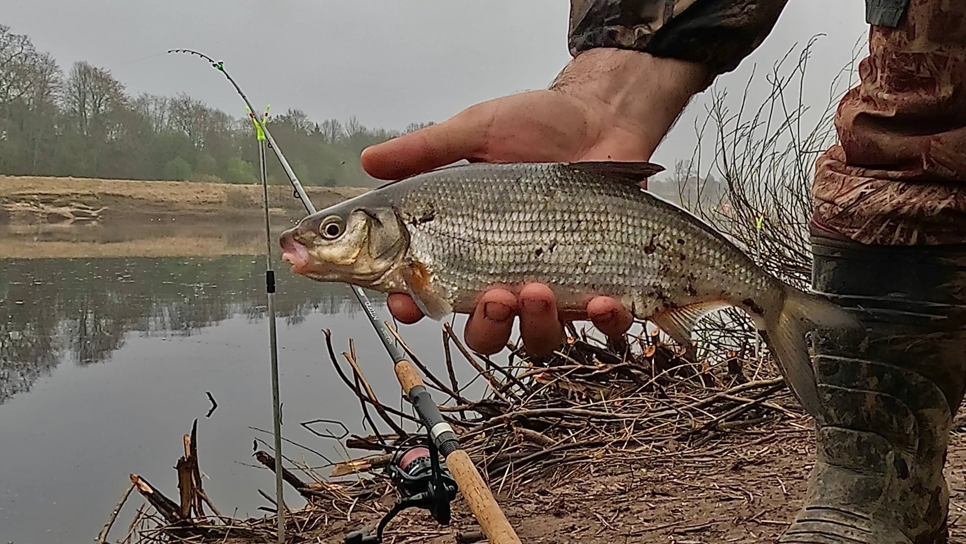 Ловля Сырти( Вимба, Рыбец) на реке Луга, безумные поклевки и сильное сопротивление, Кайф!
