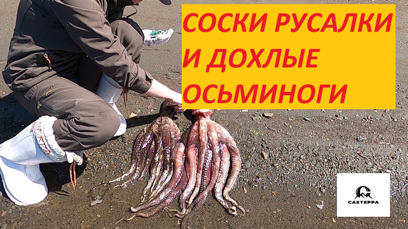 Соски русалки и дохлый осьминог. Прогуливаясь по берегу Охотского моря нашли соски русалки и....