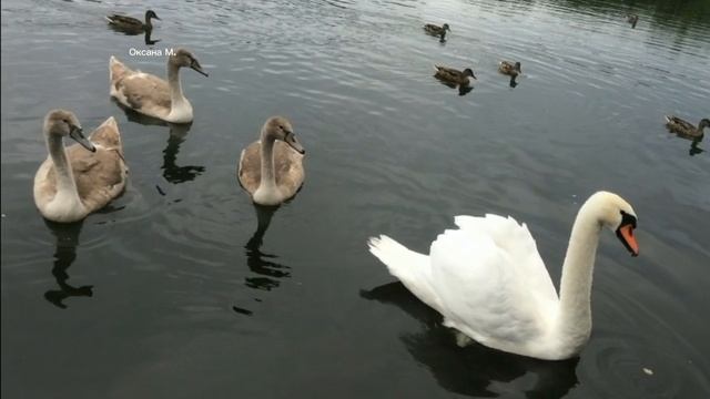 Лебедь шипит. Янтарное в Калининградской области.mp4