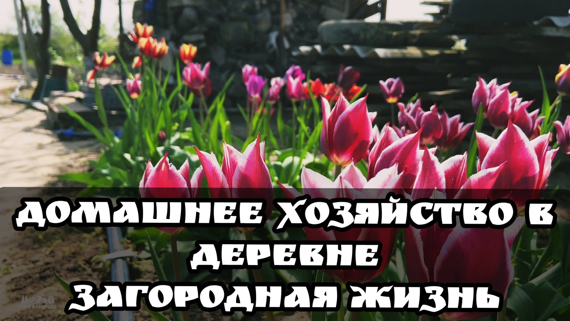 Домашнее хозяйство в деревне Загородная жизнь