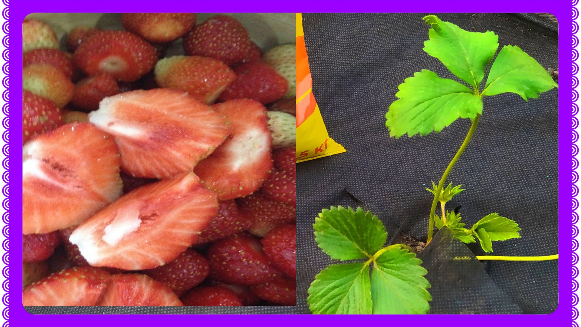 Подкармливаем клубнику обязательно! Отличный урожай обеспечен!