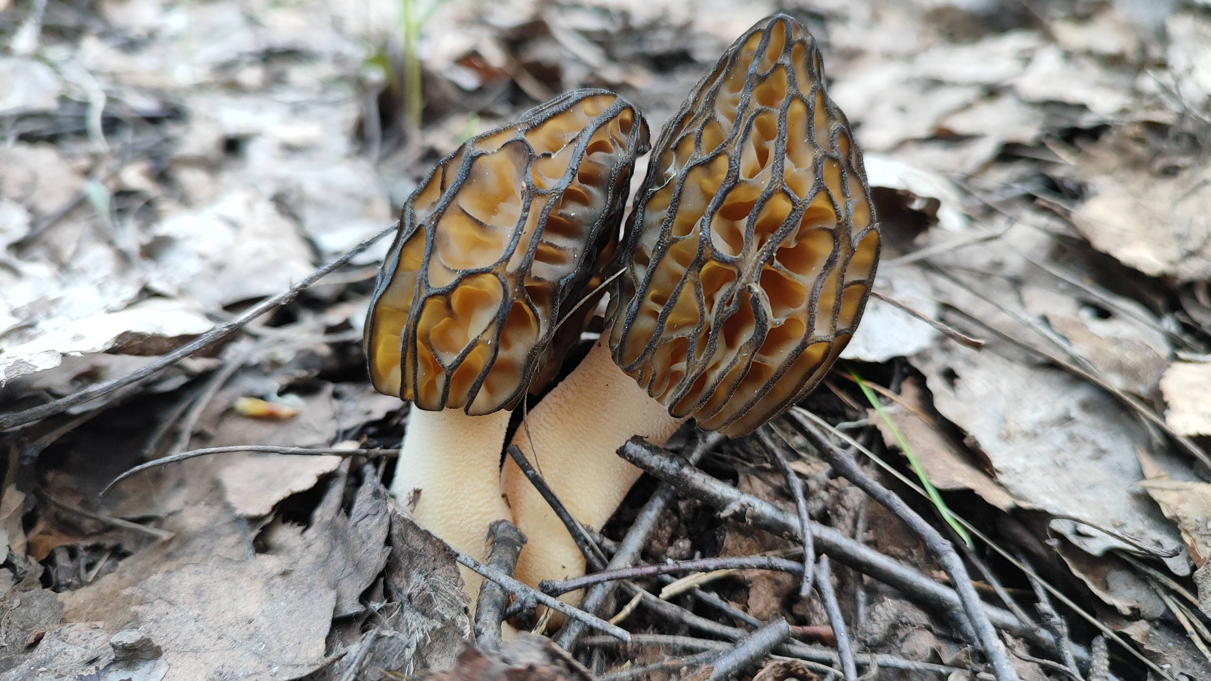 В лес за Сморчками!