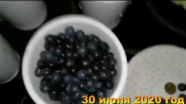 Собрала в лесу грибы. Заморозила ягоды. Начала делать заготовки. Хроника 30 июля 2020 год