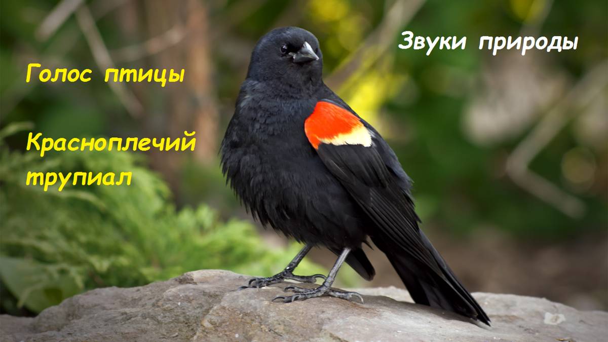 Звук птицы. Красноплечий трупиал. Звуки природы