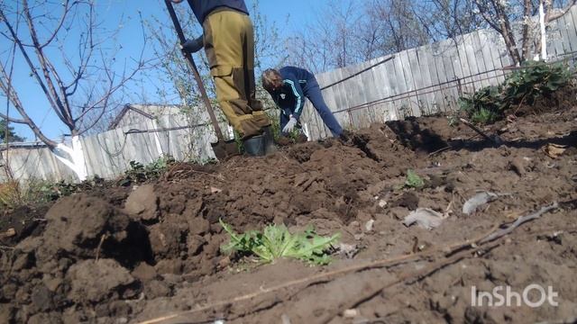 Рассаживаем клубнику.